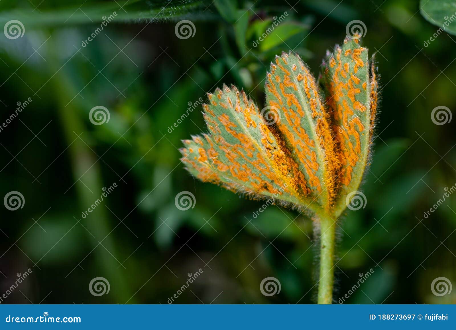 Rust Fungus on a Alchemilla Stock Image - Image of green, bottom: 188273697