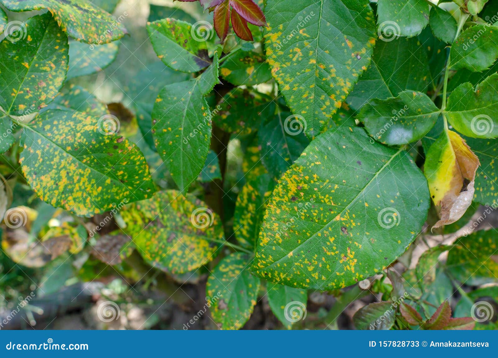 Rust Fungus, Caused by Phragmidium Fungus Affectes Rose Leaves. Close ...