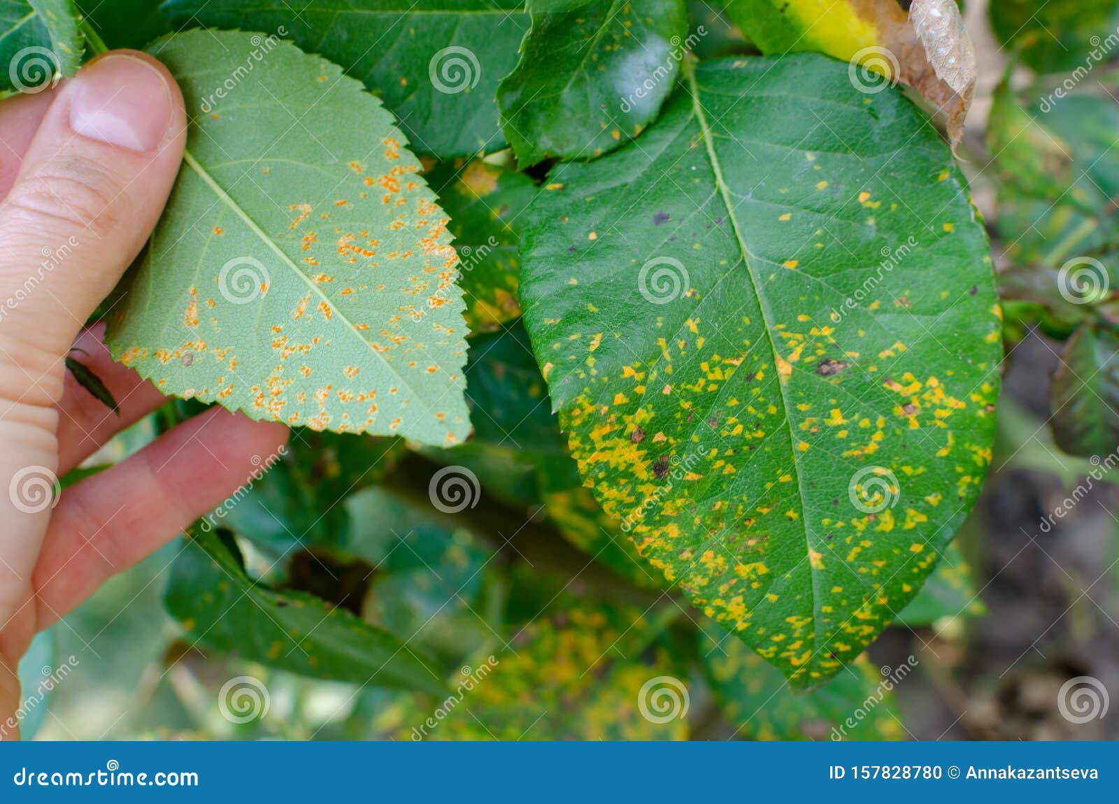 Rust Fungus, Caused by Phragmidium Fungus Affectes Rose Leaves. Close ...