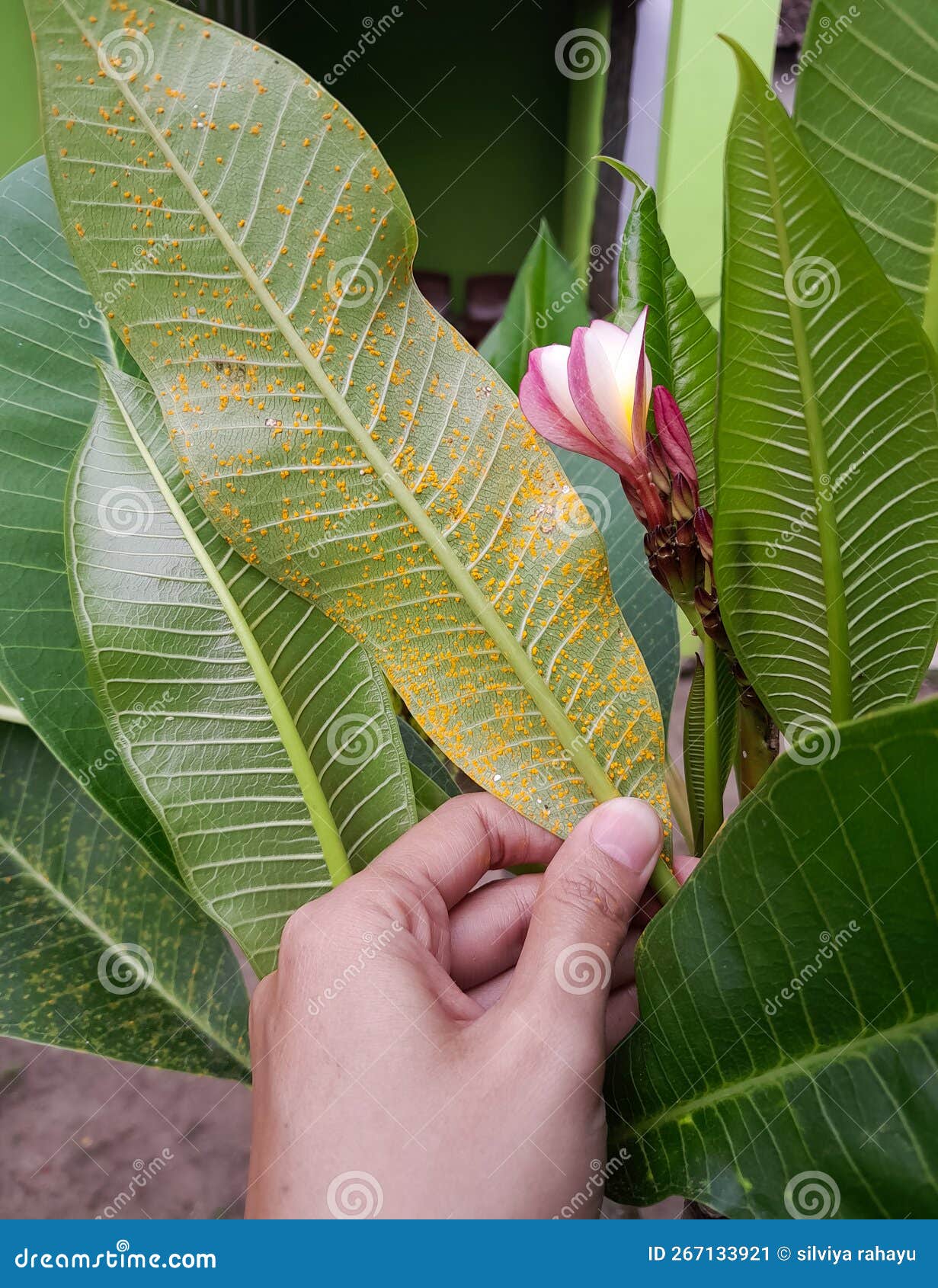 Rust Fungus on Frangipani Leaves & X28;plumeria& X29; Stock Image ... Rust Fungus on Frangipani Leaves & X28;plumeria& X29; Stock Image ...