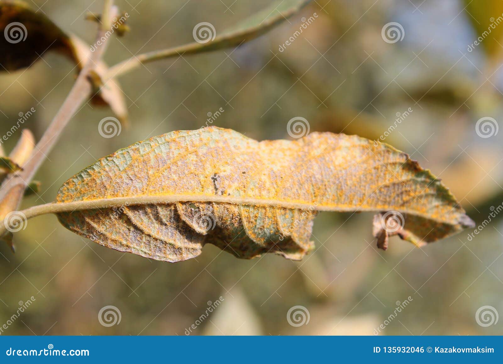 Rust Fungus Melampsora Sp. on Leaf of Willow Stock Photo - Image of ...