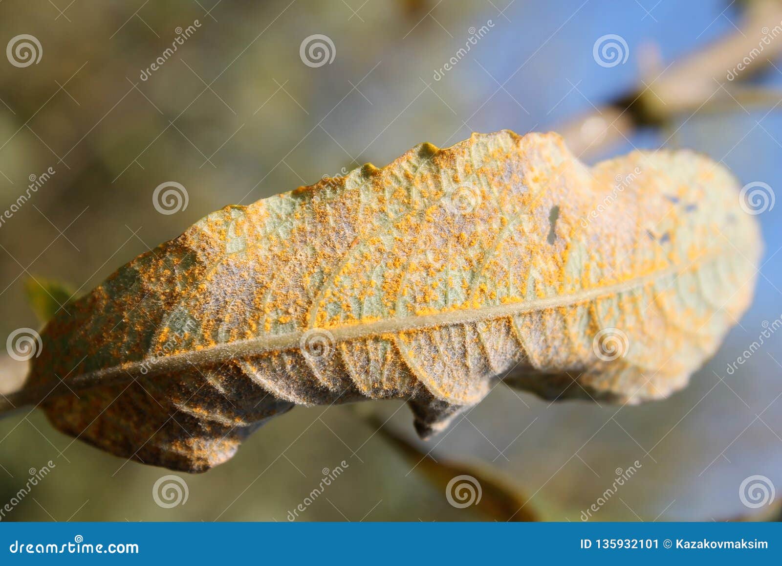 Rust Fungus Melampsora Sp. on Leaf of Willow Stock Image - Image of ...