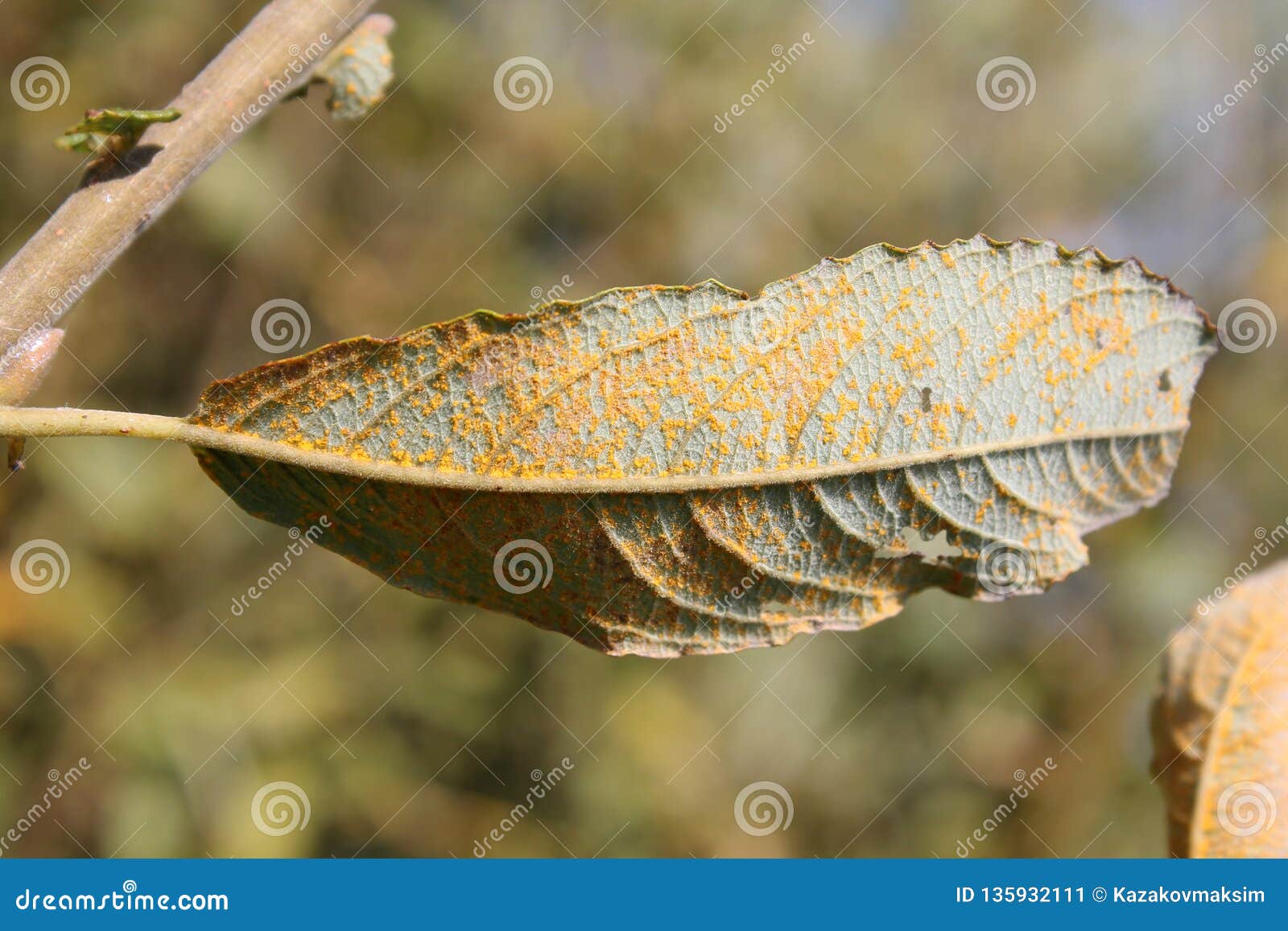 Rust Fungus Melampsora Sp. on Leaf of Willow Stock Image - Image of ...