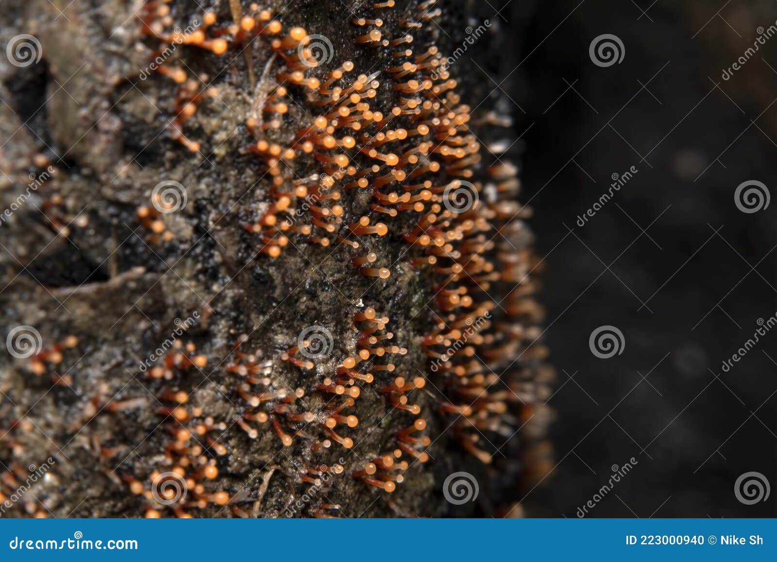 Rust fungus on a tree bark stock photo. Image of bark - 223000940