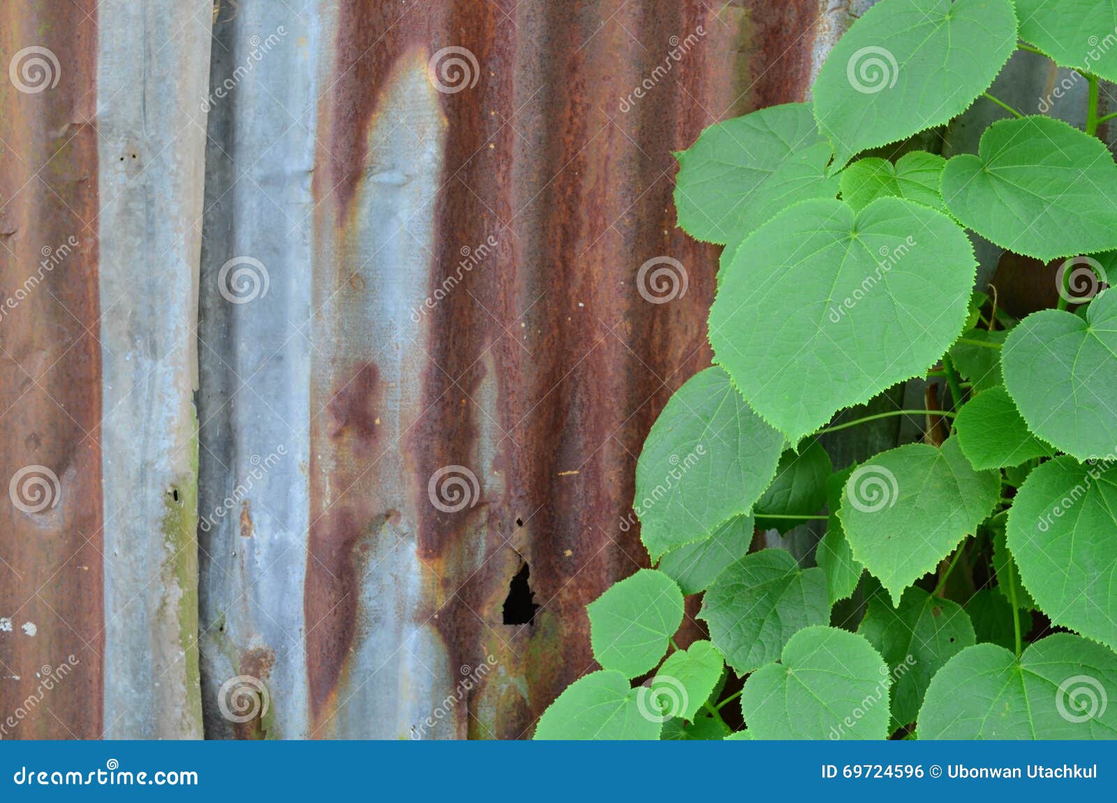 Rust Galvanize Sheet with Green Plant Stock Photo - Image of pattern ...