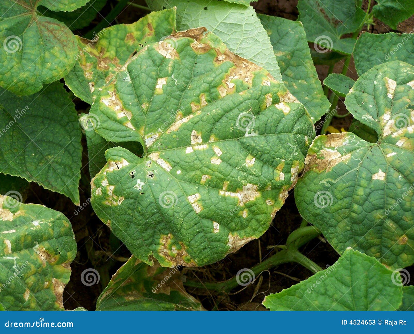 Rust leafs stock image. Image of garden, infected, fungus - 4524653