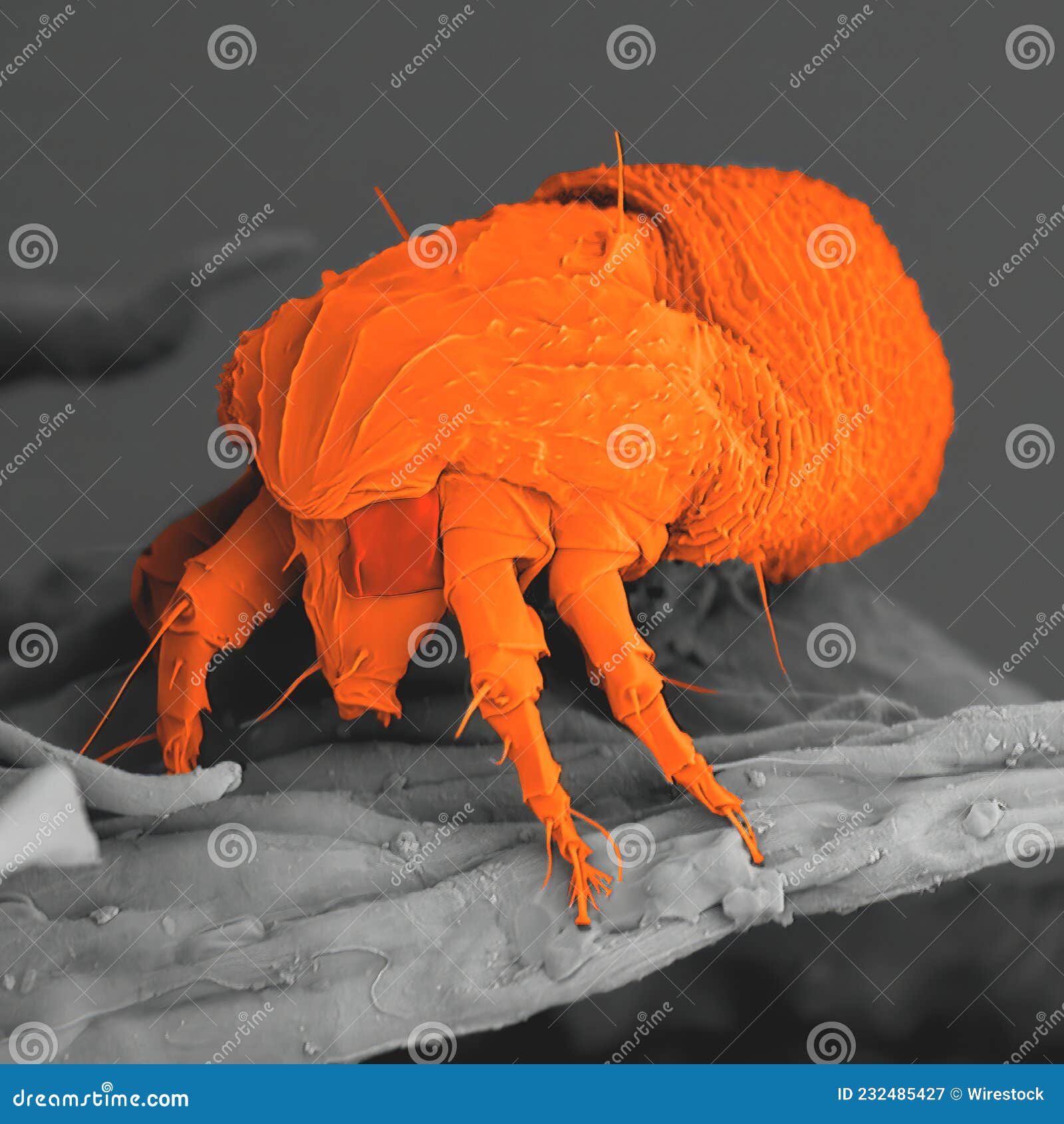 Rust Mite Observed in a Scanning Electron Microscope Stock Image ...