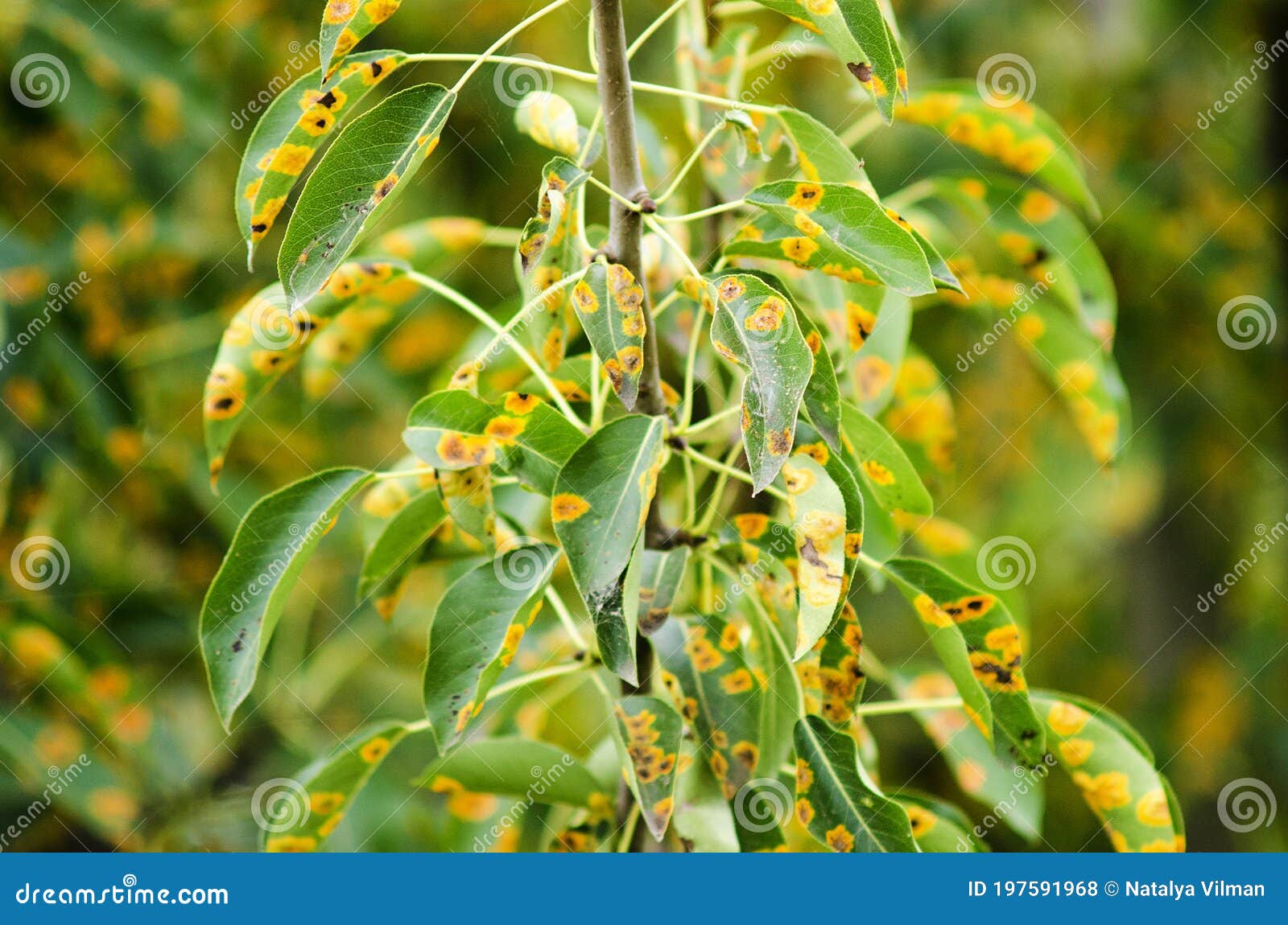 Rust On Pear Leaves, Fruit Plant Disease. Stock Image | CartoonDealer ...