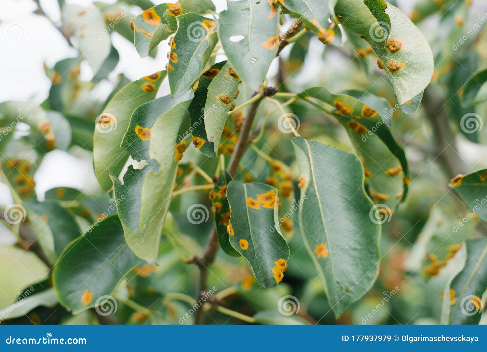 Rust on the Pear Leaves. Diseases of the Pear. Yellow Spots on the ...