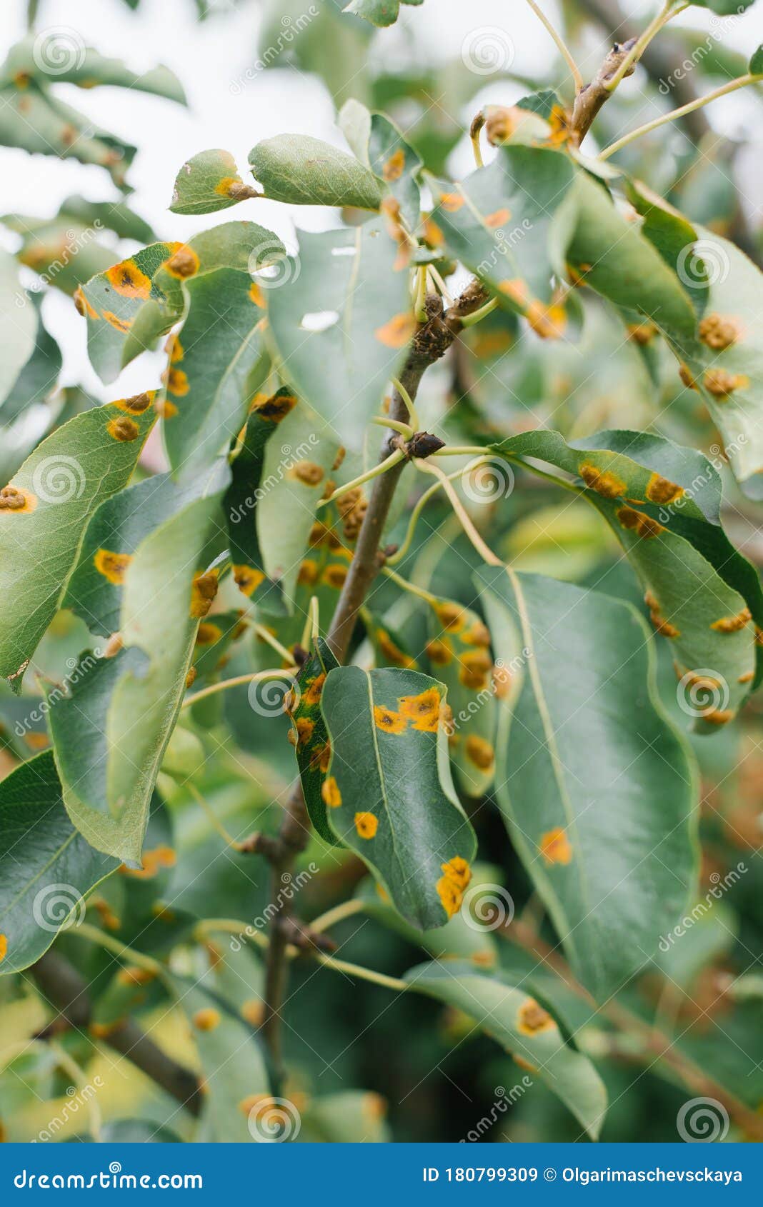 Pear With Spots Stock Photography | CartoonDealer.com #58670