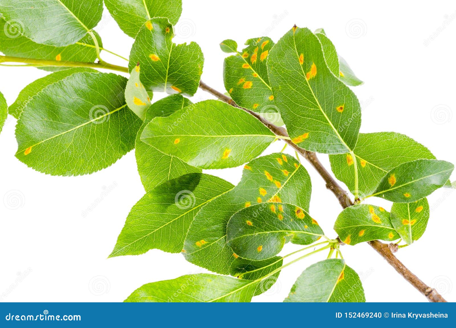 Rust on Pear Leaves, Fruit Plant Disease. Stock Photo - Image of ...