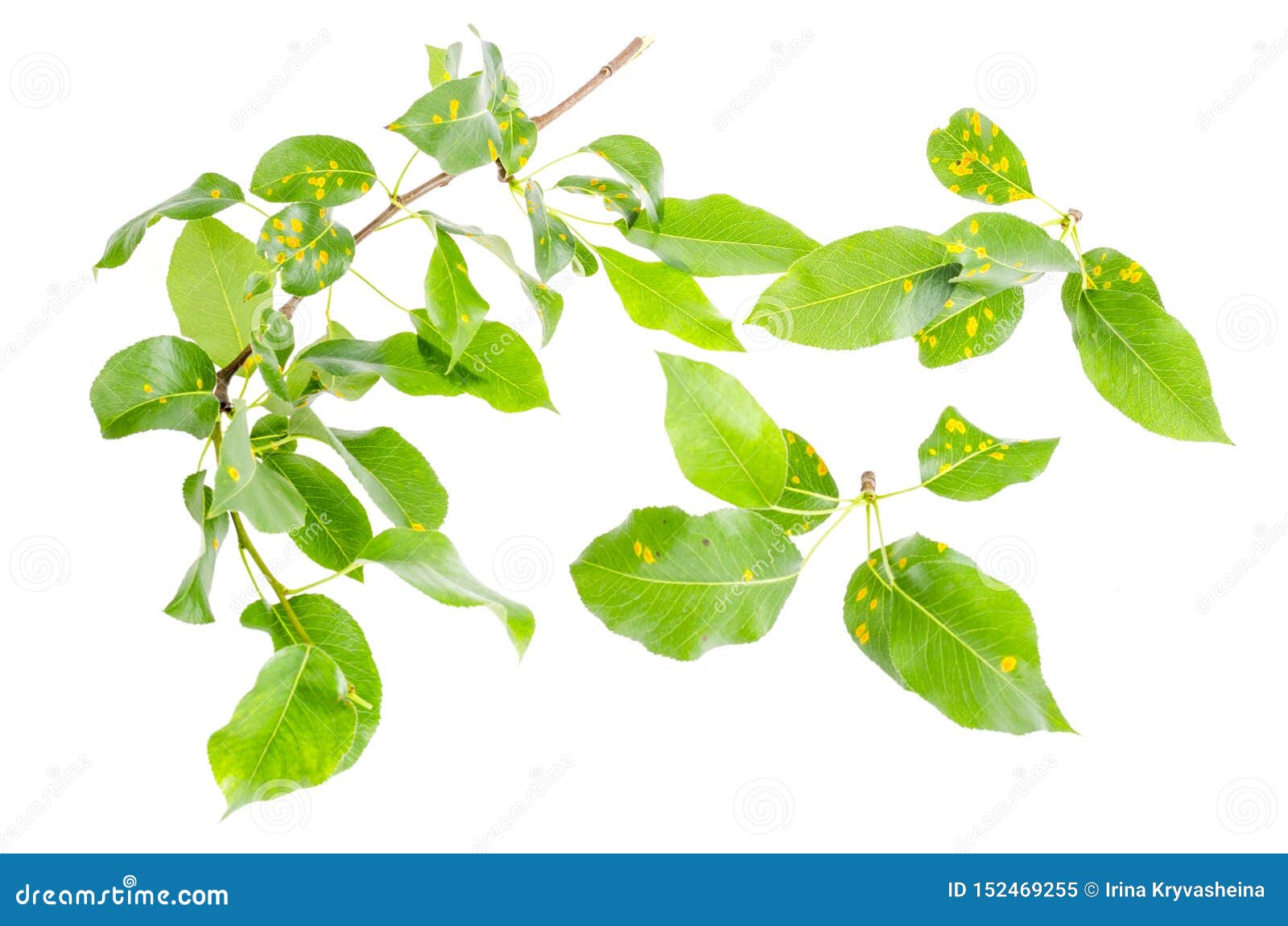 Rust on Pear Leaves, Fruit Plant Disease. Stock Image - Image of leaves ...