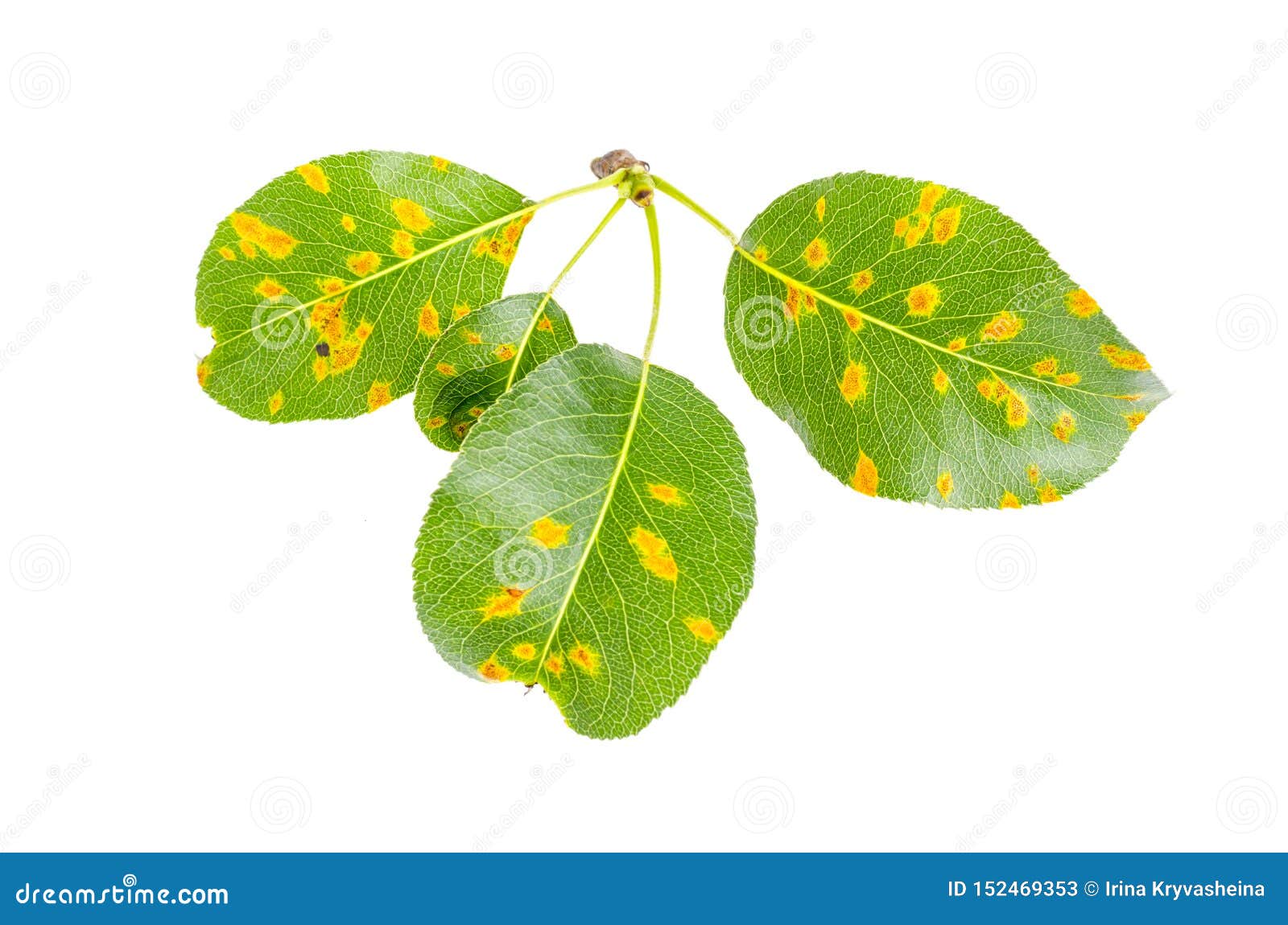 Rust on Pear Leaves, Fruit Plant Disease. Stock Image - Image of ...
