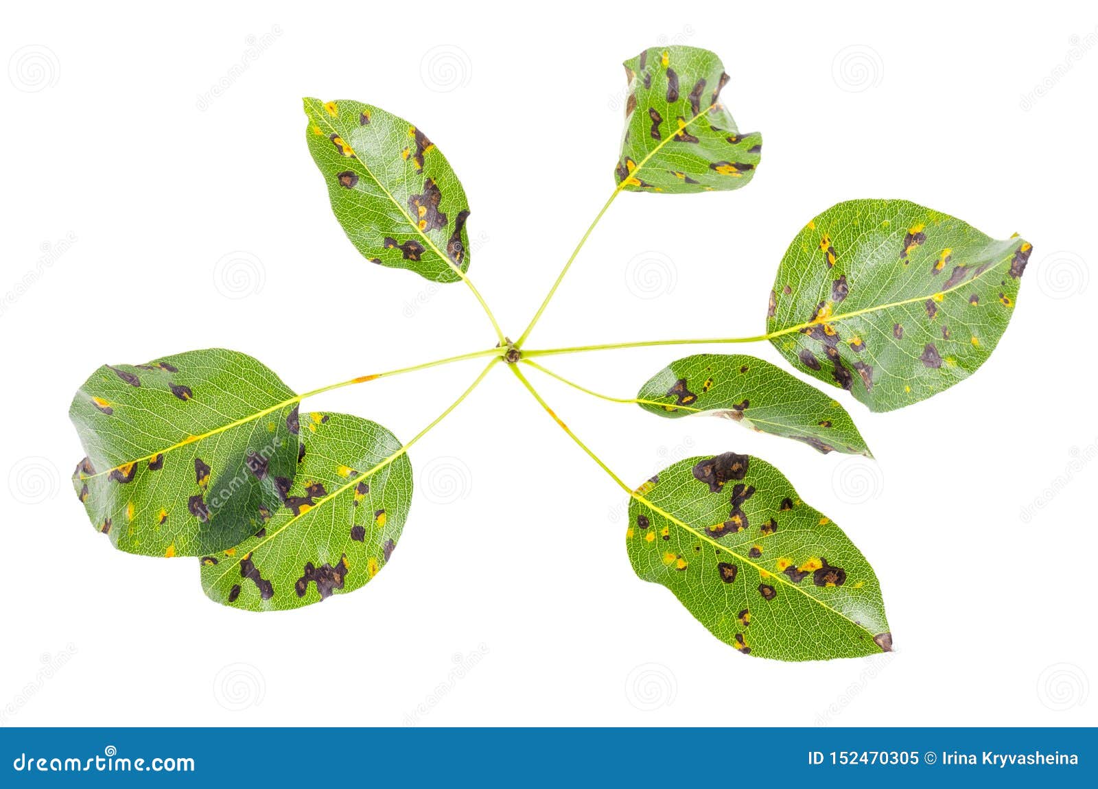 Rust on Pear Leaves, Fruit Plant Disease. Stock Image - Image of ...