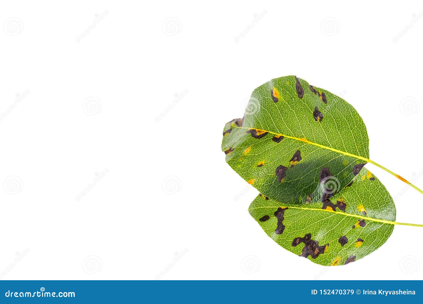 Rust on Pear Leaves, Fruit Plant Disease. Stock Image - Image of aecia ...