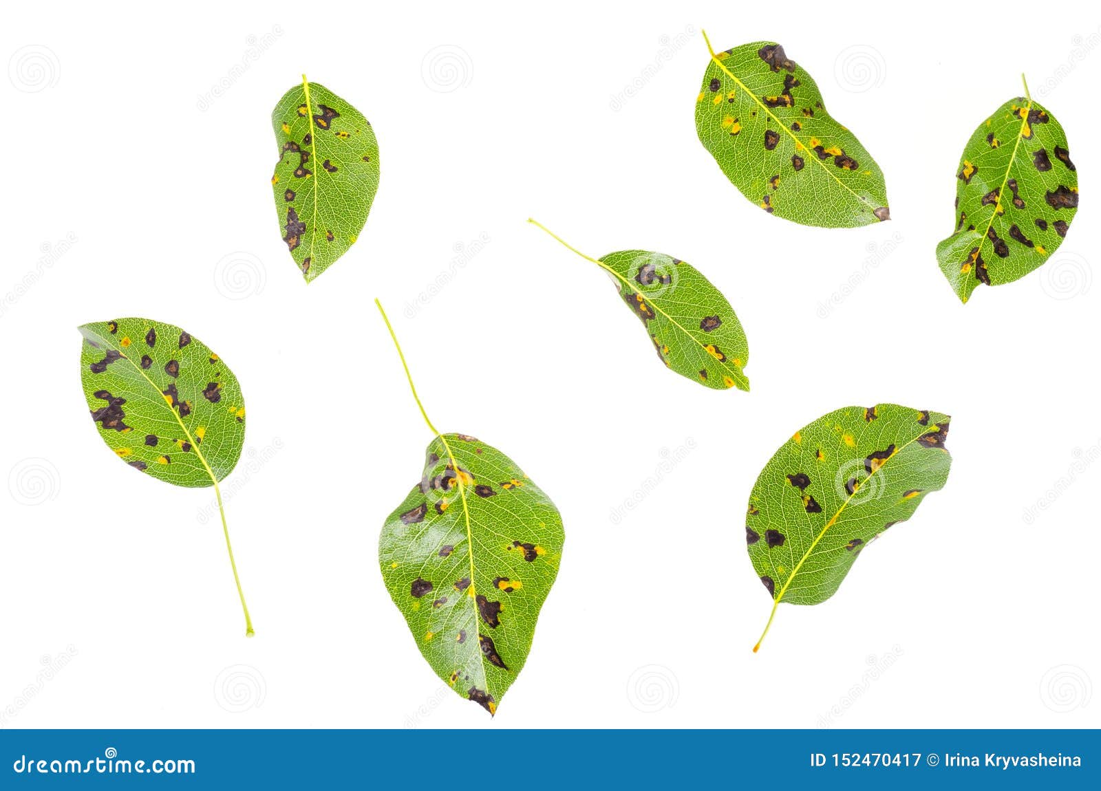 Rust on Pear Leaves, Fruit Plant Disease. Stock Image - Image of gall ...