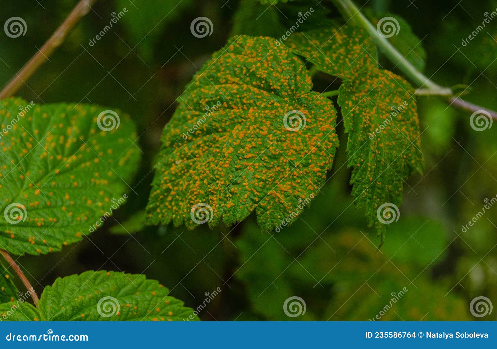 Rust on raspberry leaves stock photo. Image of leaf - 235586764