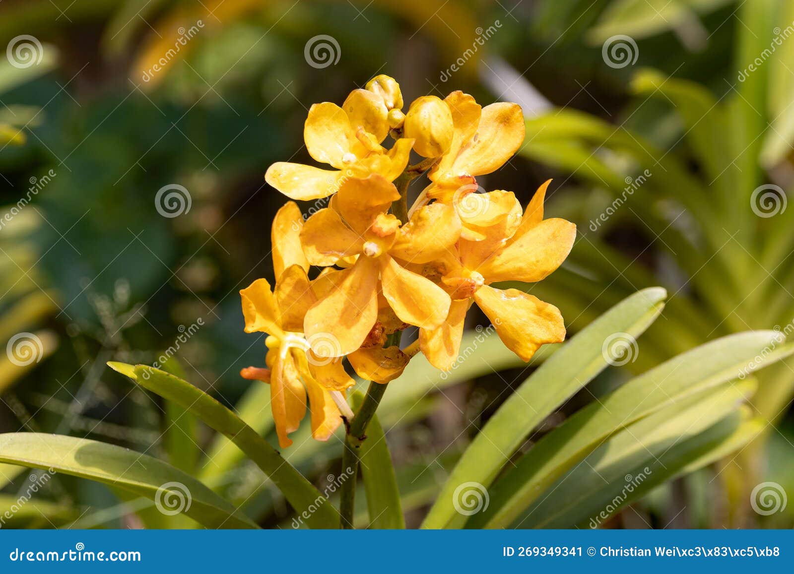 Rust Red Ascocentrum, Vanda Miniata Stock Image - Image of rust, bloom ...