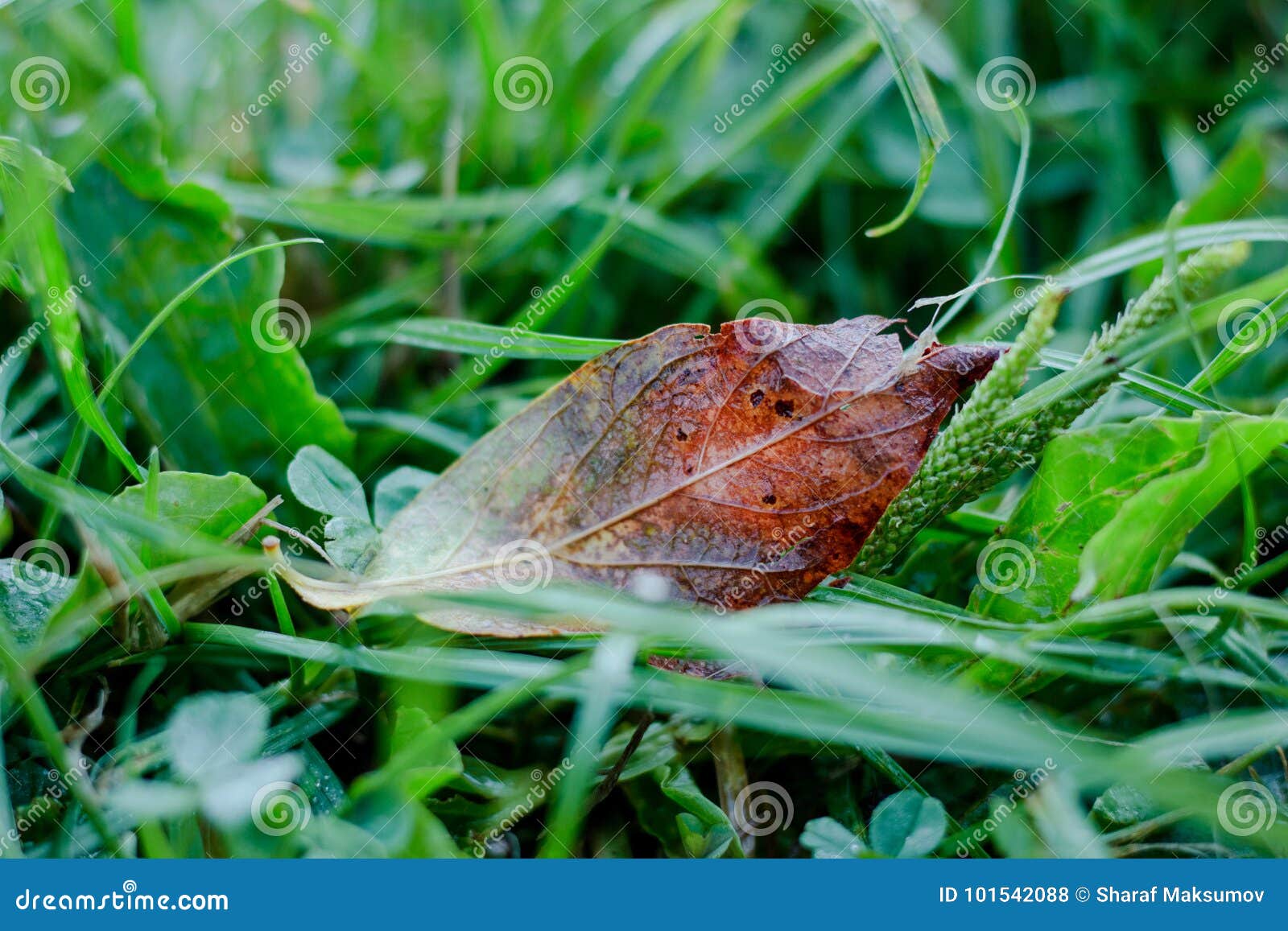 Rust Red Autumn Leaf on the Grass with Dew Drops. Stock Photo - Image ...