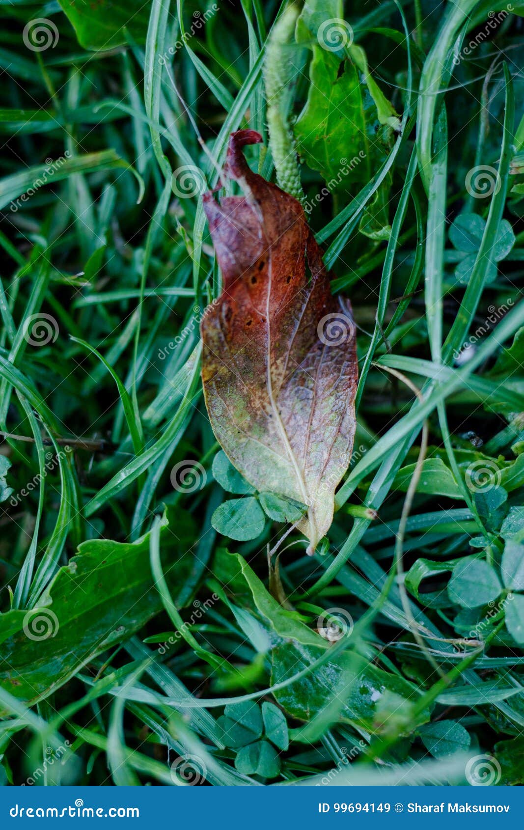 Rust Red Autumn Leaf on the Grass with Dew Drops. Stock Image - Image ...