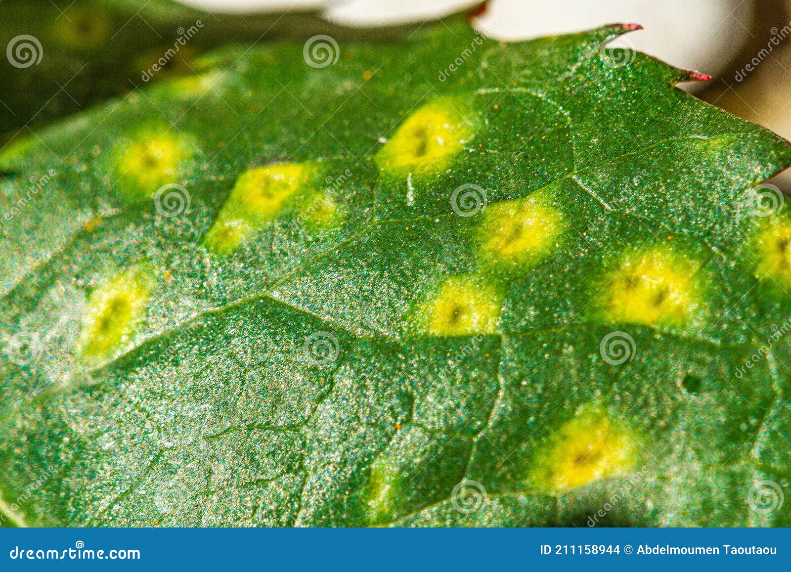 Rust of roses stock photo. Image of harvest, death, mycelia - 211158944