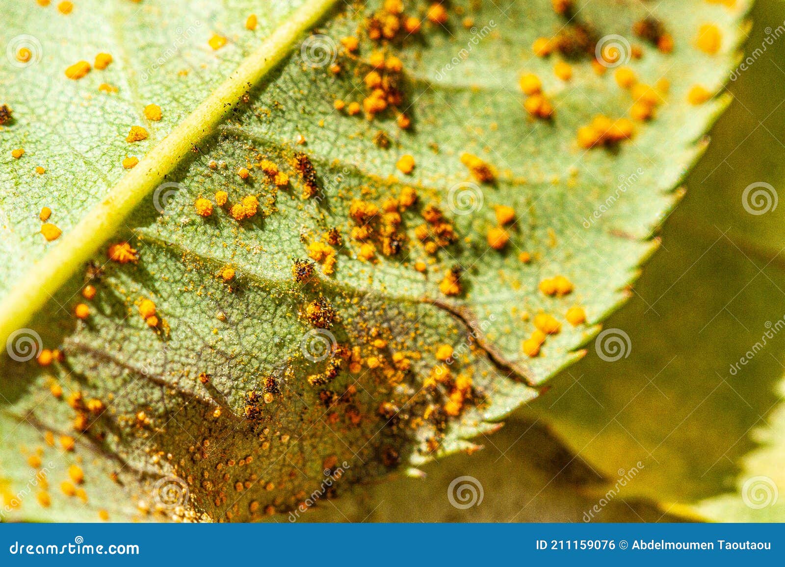 Rust of roses stock photo. Image of conservation, agricultural - 211159076