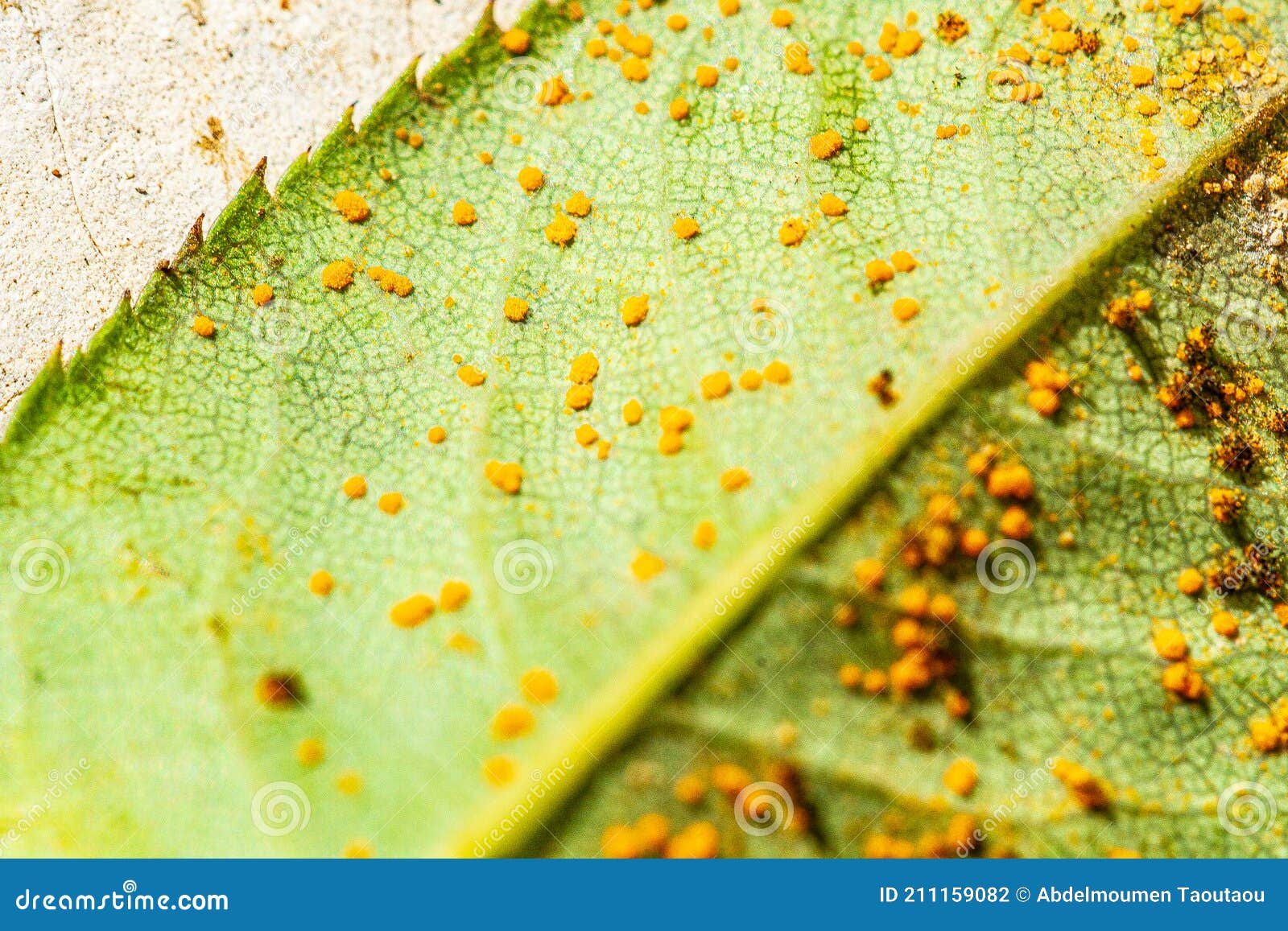 Rust of roses stock photo. Image of agricultural, leaf - 211159082
