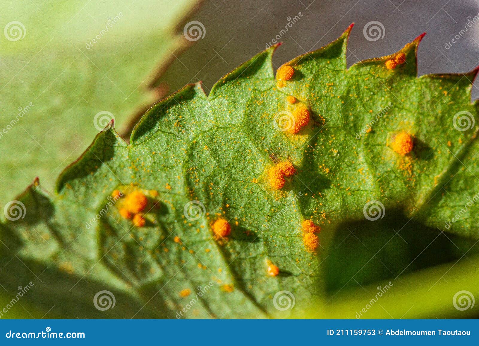 Rust of roses stock image. Image of fungi, danger, decay - 211159753