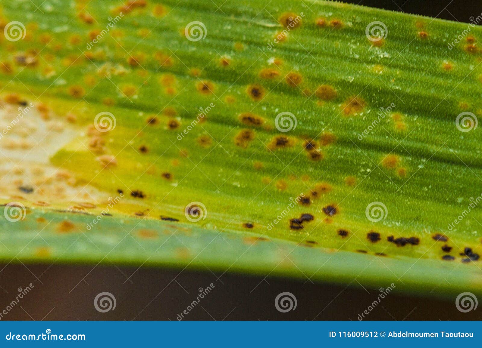 Rust stock photo. Image of healthy, food, fungi, intensive - 116009512