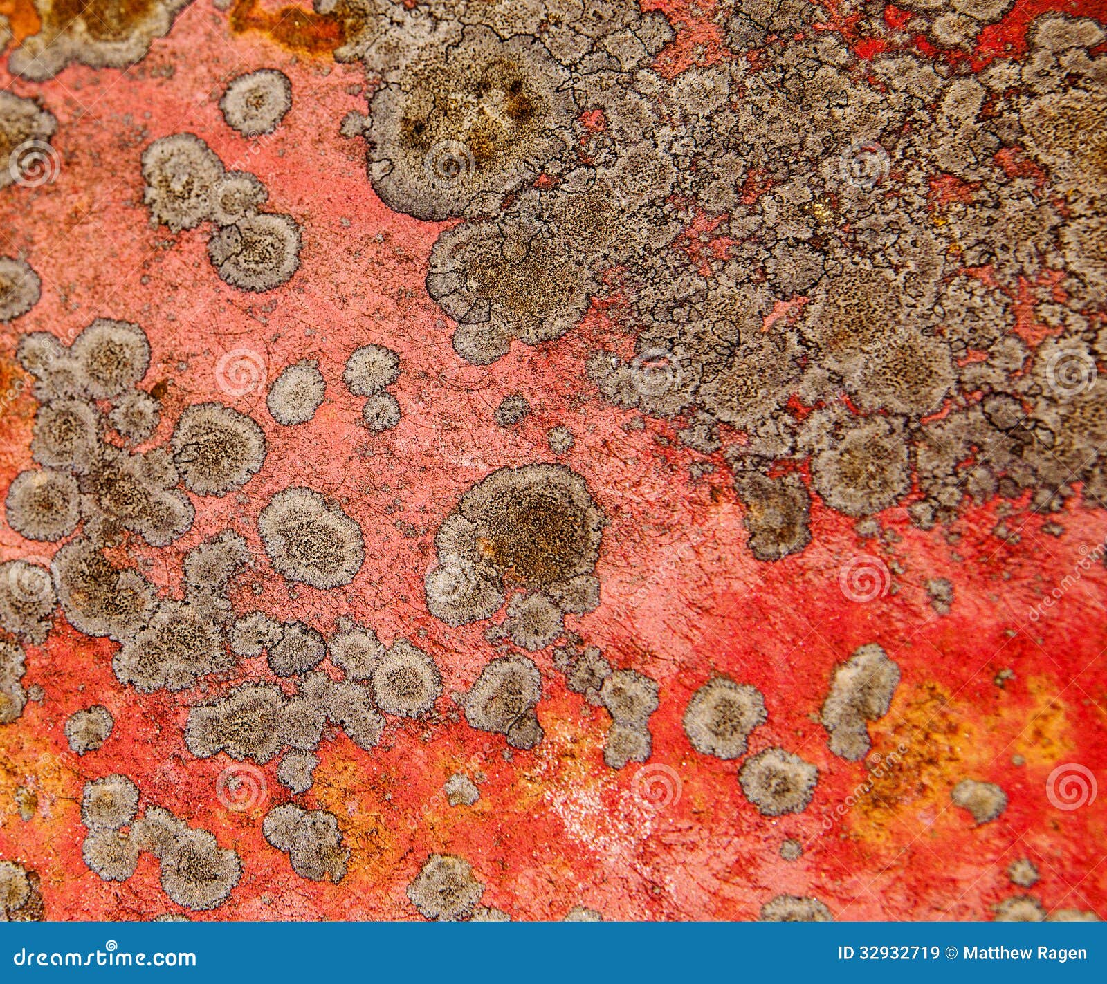 Rust Spot Background stock image. Image of fungus, lichen - 32932719