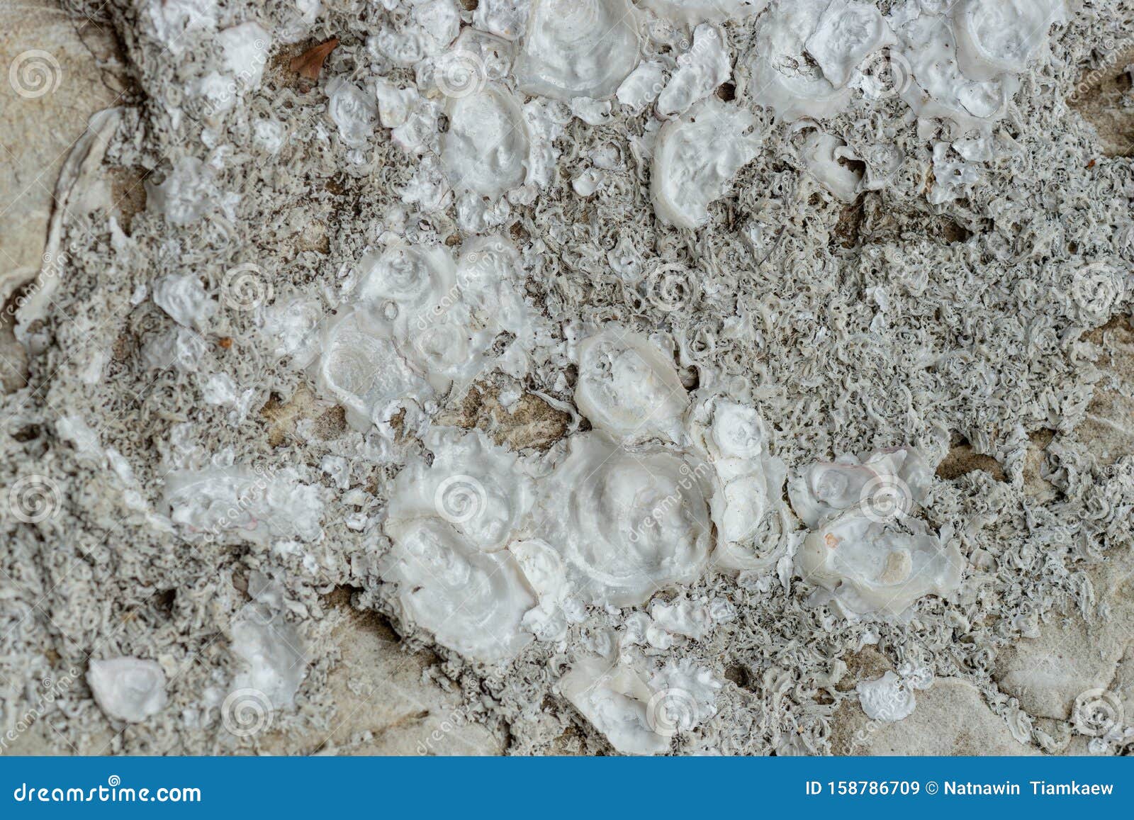 Rust Stone Texture With Fosil, Rock Texture And Background Royalty-Free ...