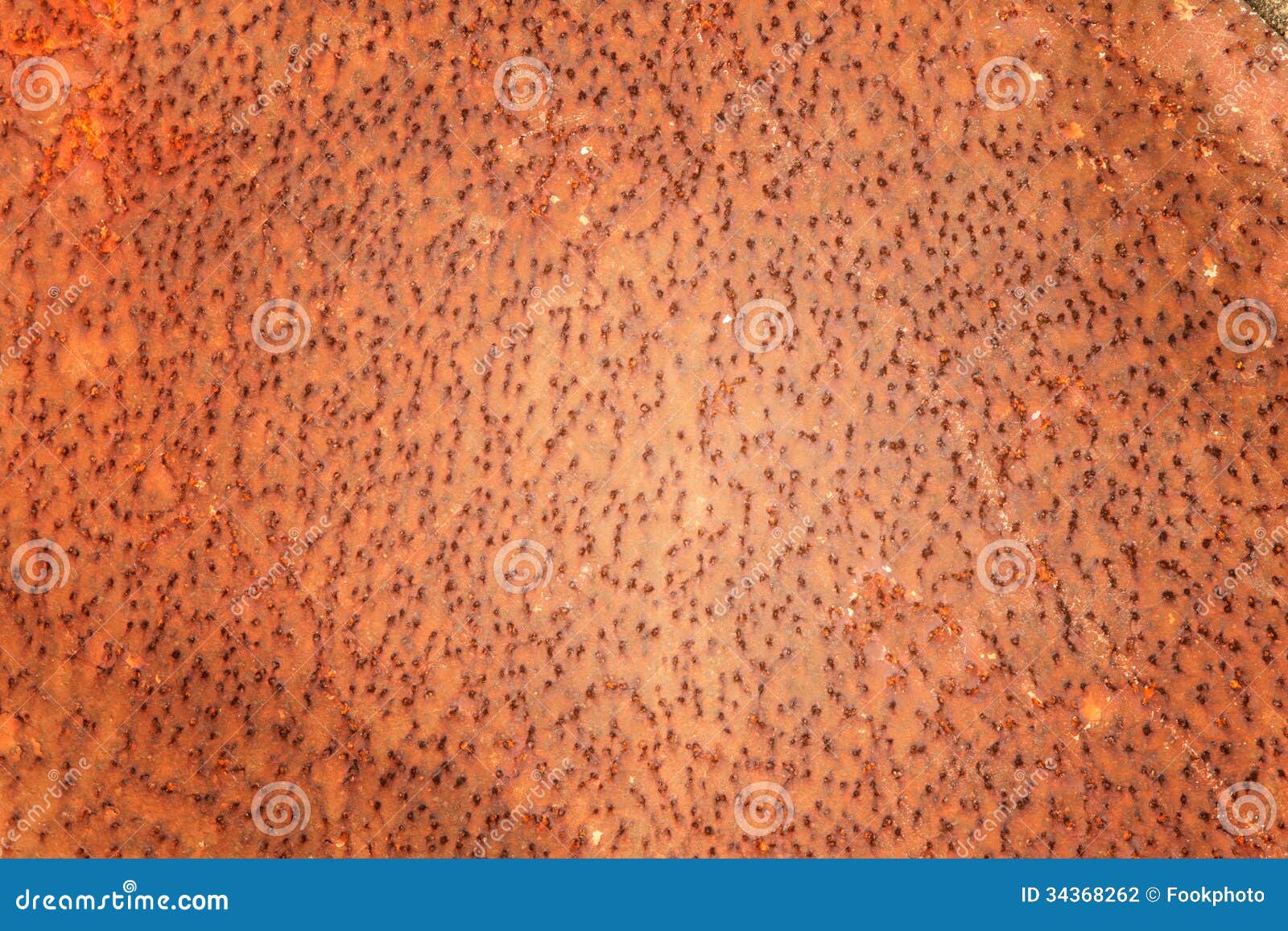 Rust texture background stock photo. Image of metal, metallic - 34368262