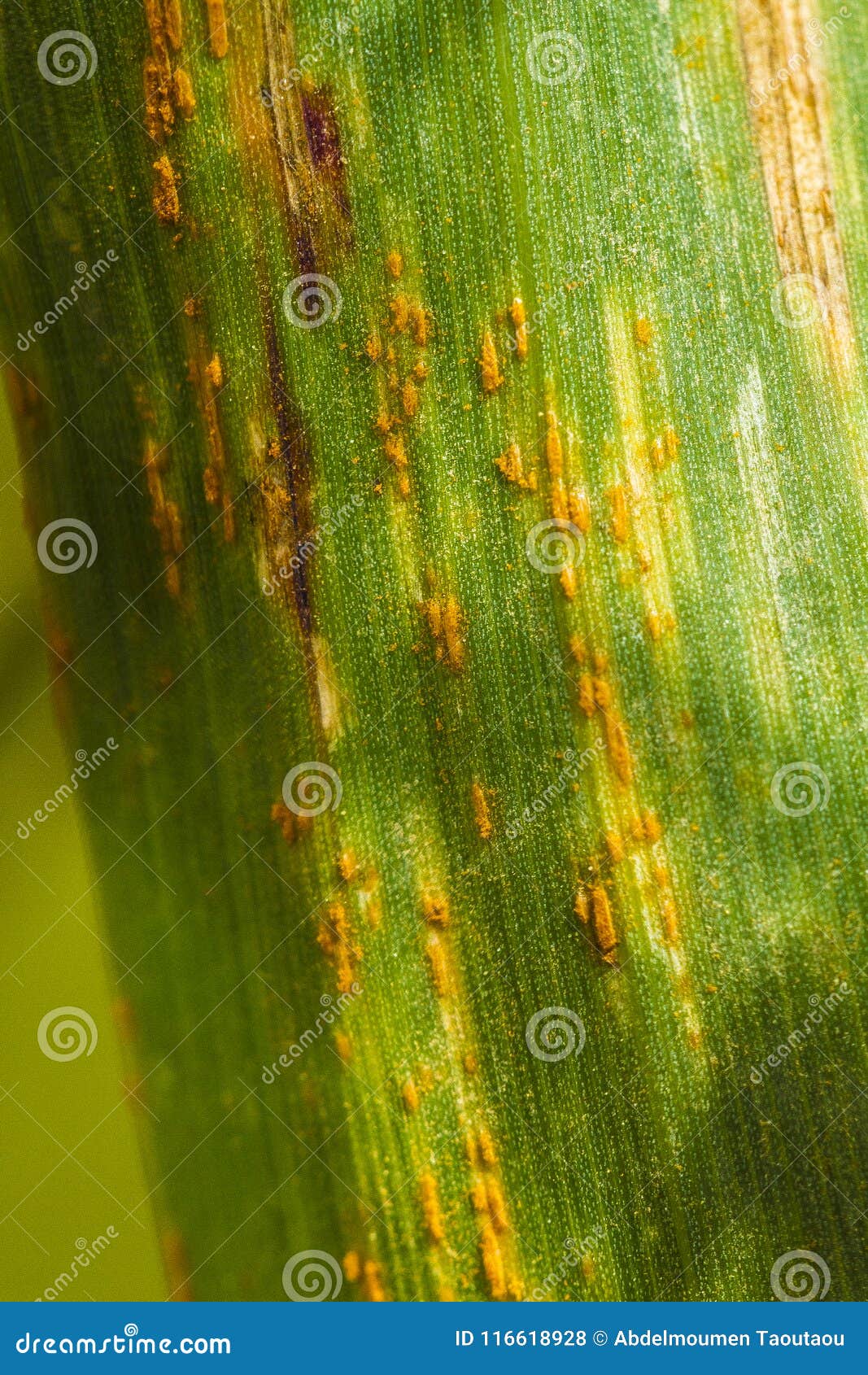 Rust on cereal stock photo. Image of healthy, health - 116618928