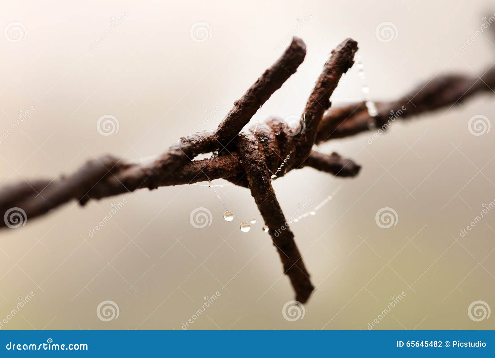 Rusted barb wire stock photo. Image of beautiful, steel - 65645482