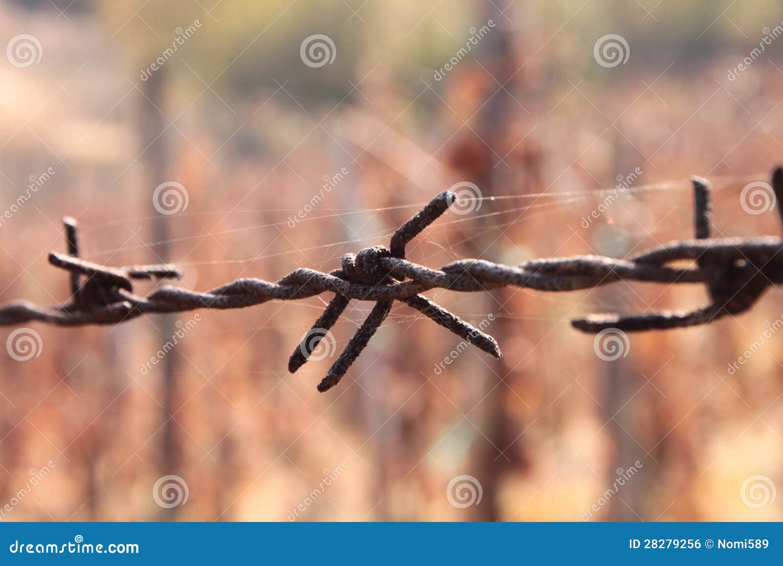 Rusted Barbed Wire stock photo. Image of spider, security - 28279256