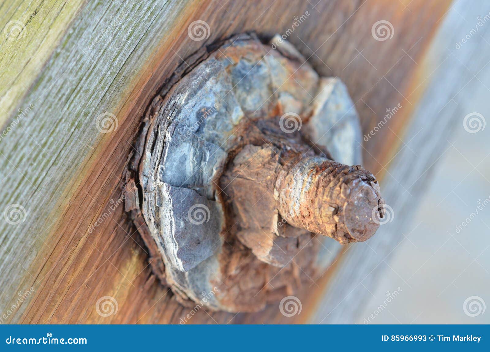 Rusted bolt stock image. Image of rusty, grunge, metal - 85966993