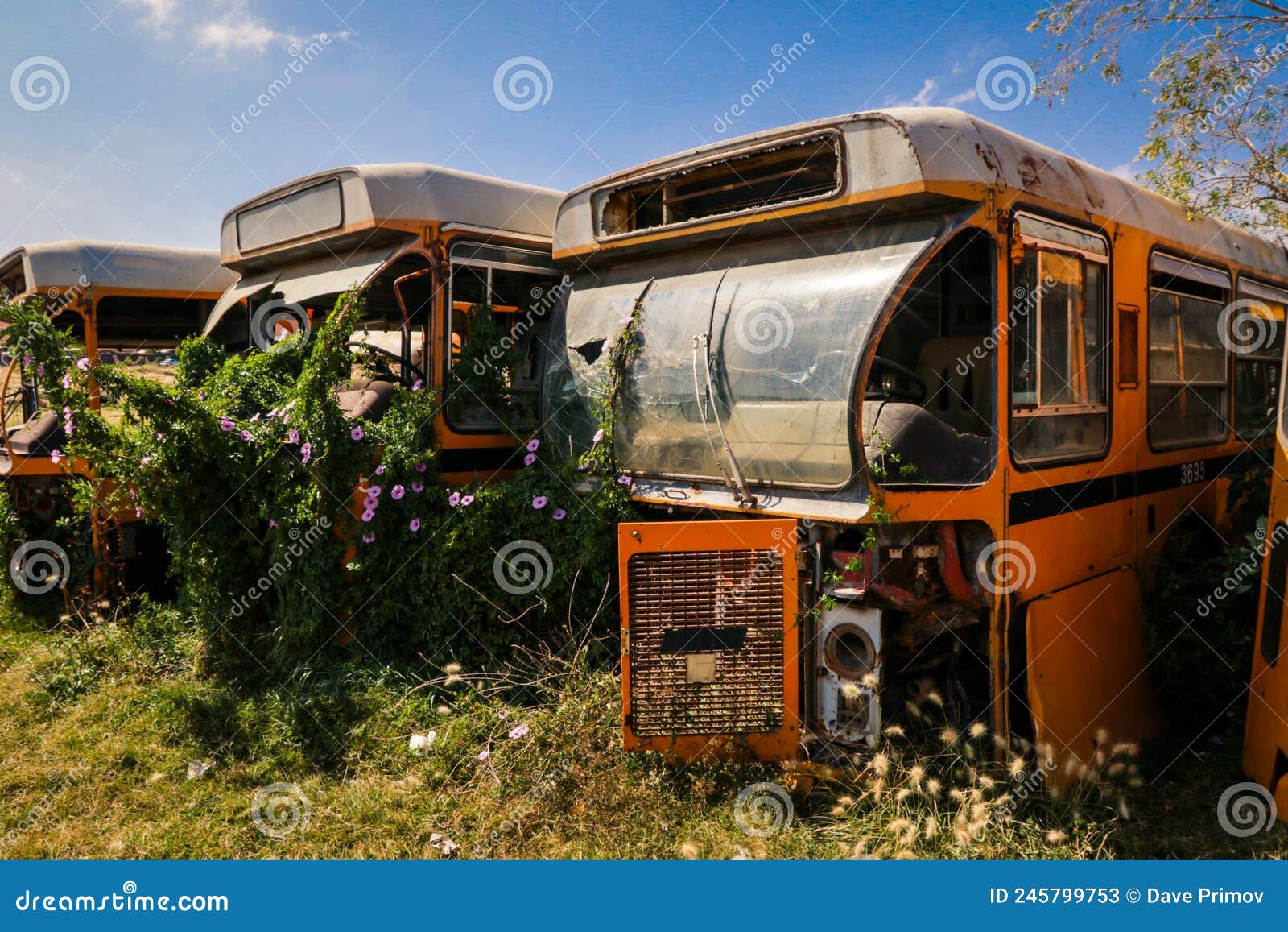 Rusted and Crushed Buses on the Tank Graveyard in Asmara Stock Image ...