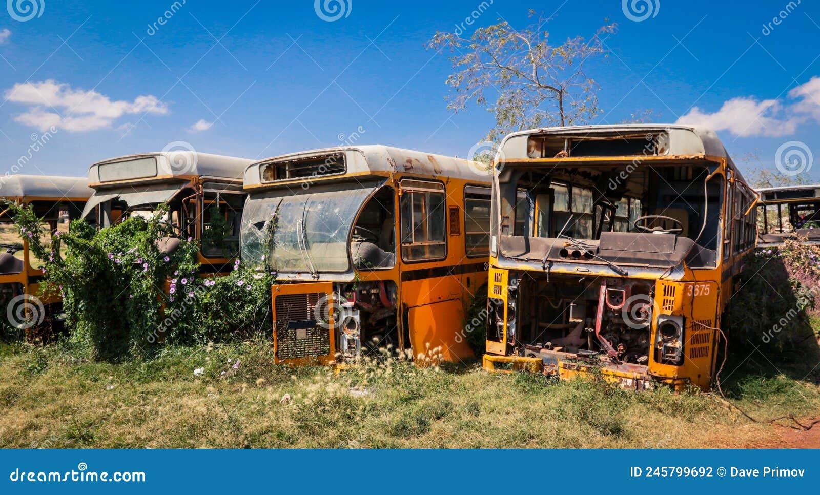 Rusted and Crushed Buses on the Tank Graveyard in Asmara Stock Photo ...