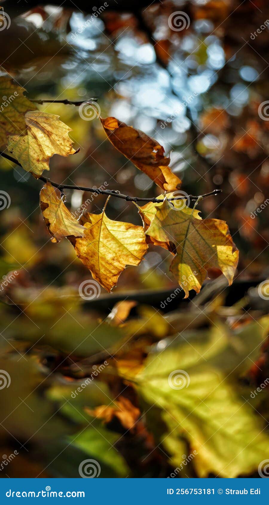 Rusted leaves in a tree stock image. Image of tree, rusted - 256753181
