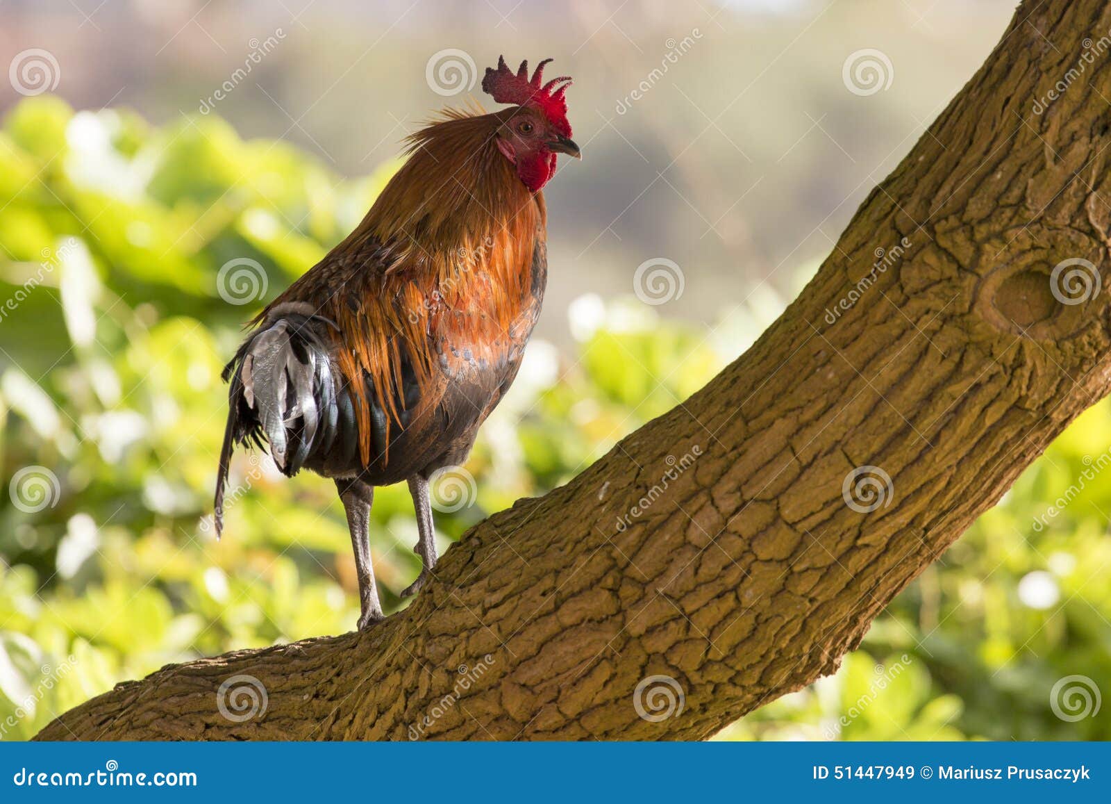 Ruster Chicken Portrait in Hawaii Stock Image - Image of domesticus ...