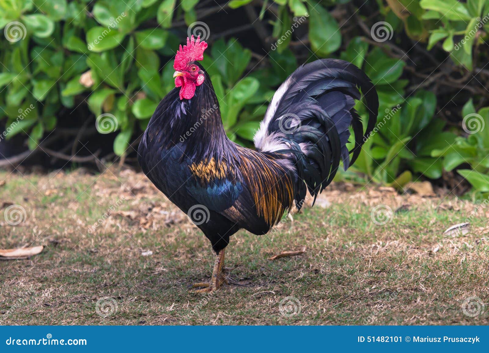 Ruster Chicken Portrait In Hawaii Stock Photography | CartoonDealer.com ...