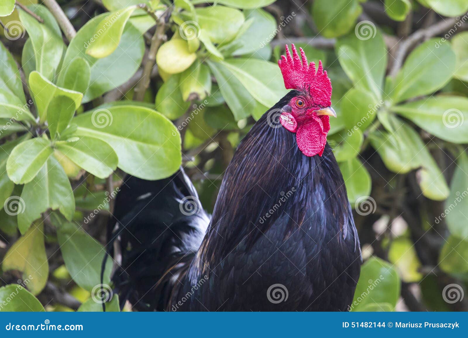 Ruster Chicken Portrait in Hawaii Stock Photo - Image of gallus ...