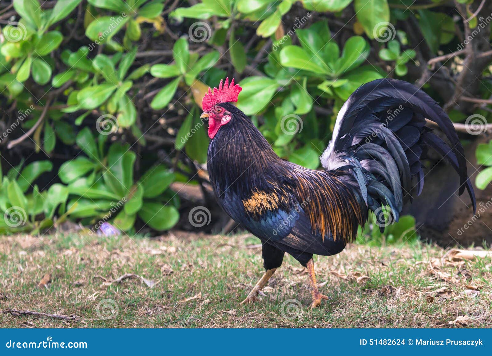 Ruster Chicken Portrait in Hawaii Stock Photo - Image of beautiful ...