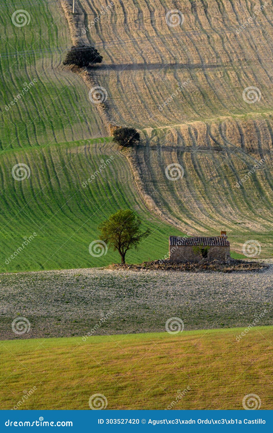 Rustic Abandoned Stone Building and Lone Tree in Striped Fields Stock ...