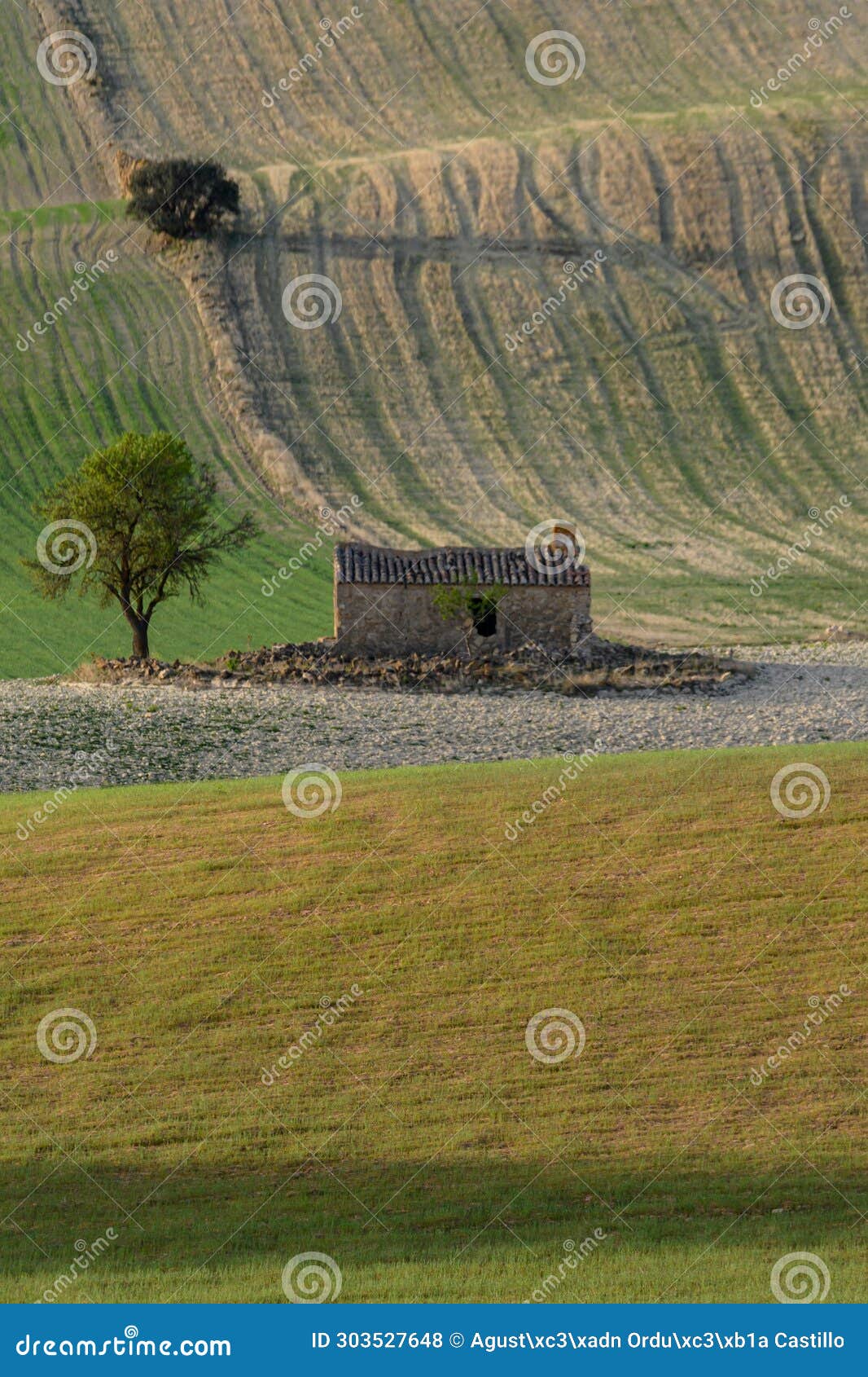 Rustic Abandoned Stone Building and Lone Tree in Striped Fields Stock ...