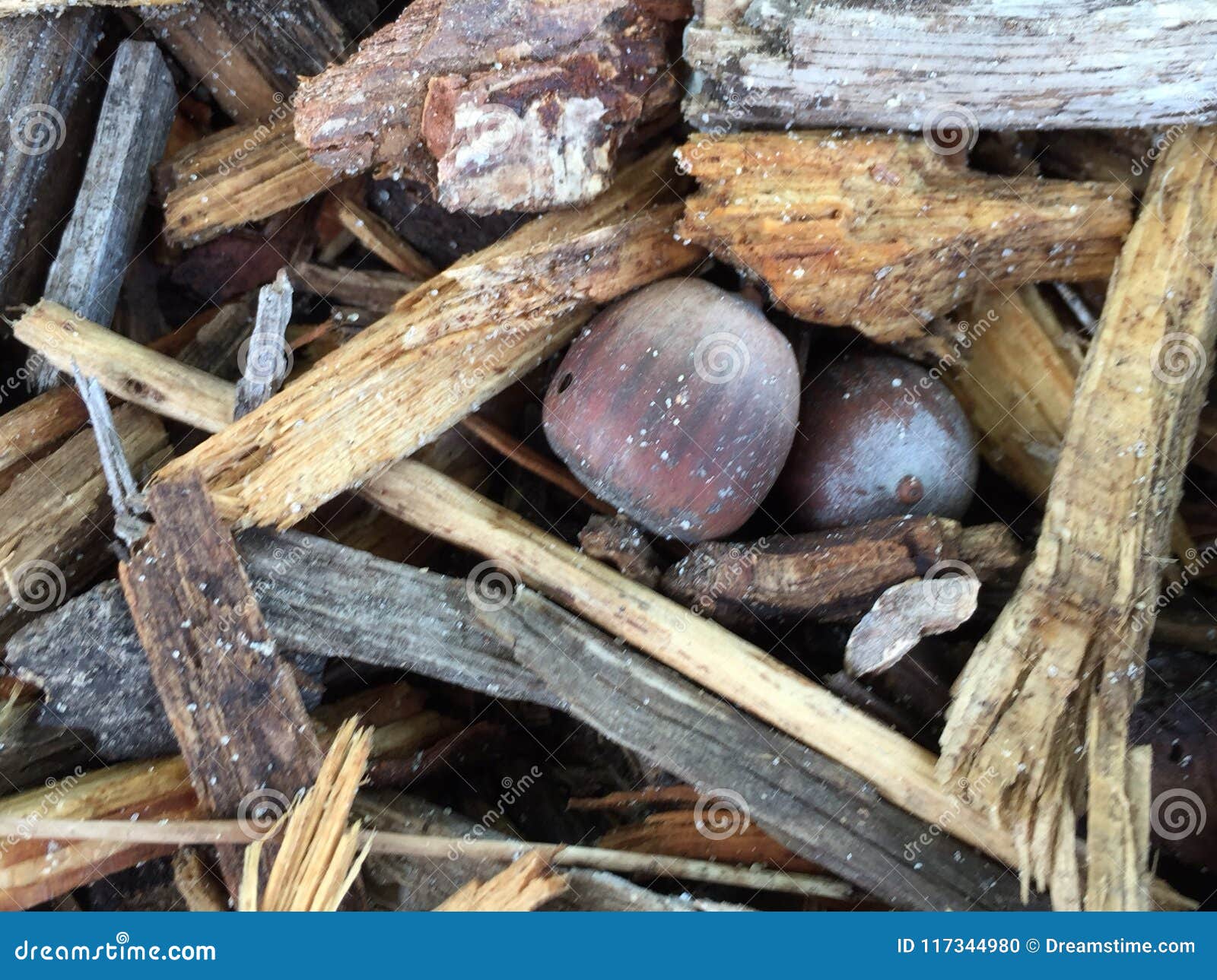 Rustic acorns stock photo. Image of acorns, brown, rustic - 117344980