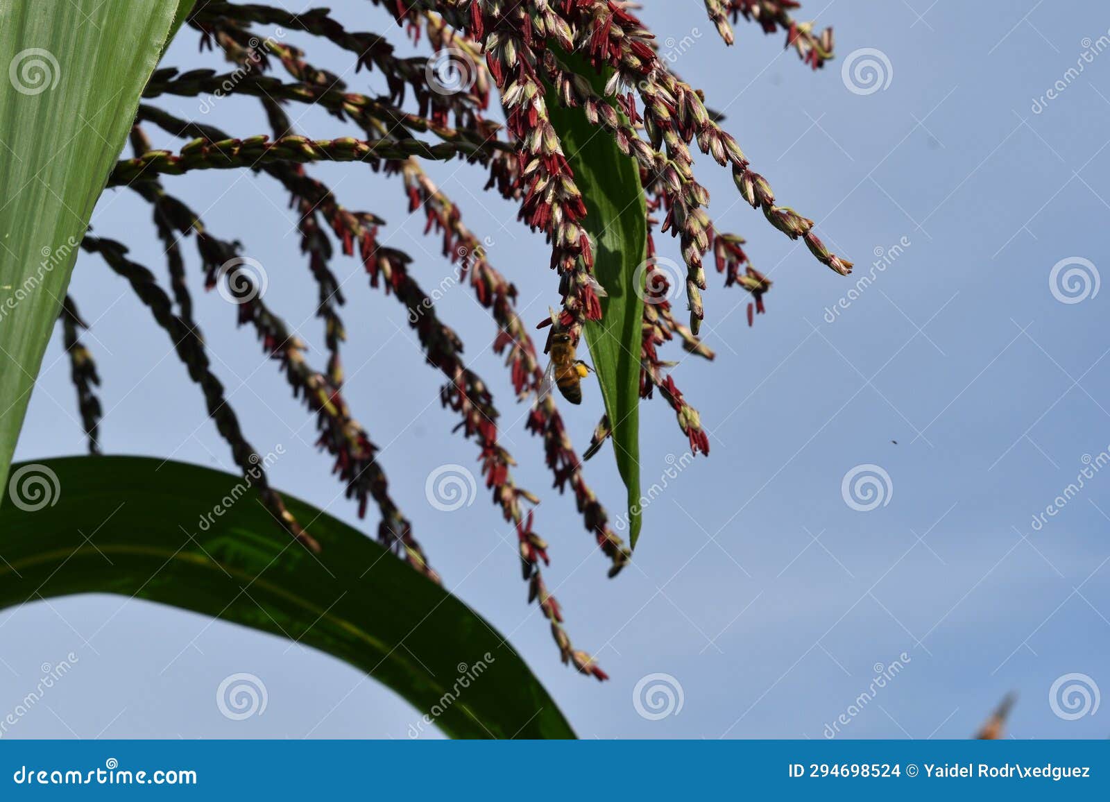 Rustic Agriculture of Cuba. Corn Flower or Spike Stock Photo - Image of ...