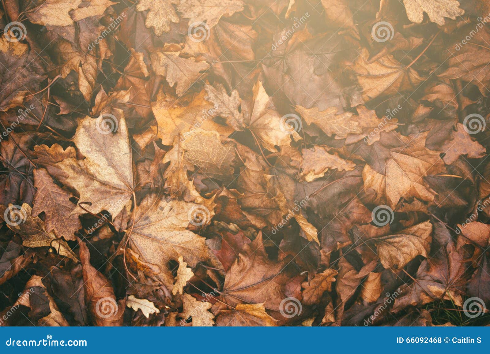 Rustic Autumn Leaves stock photo. Image of foliage, leaves - 66092468