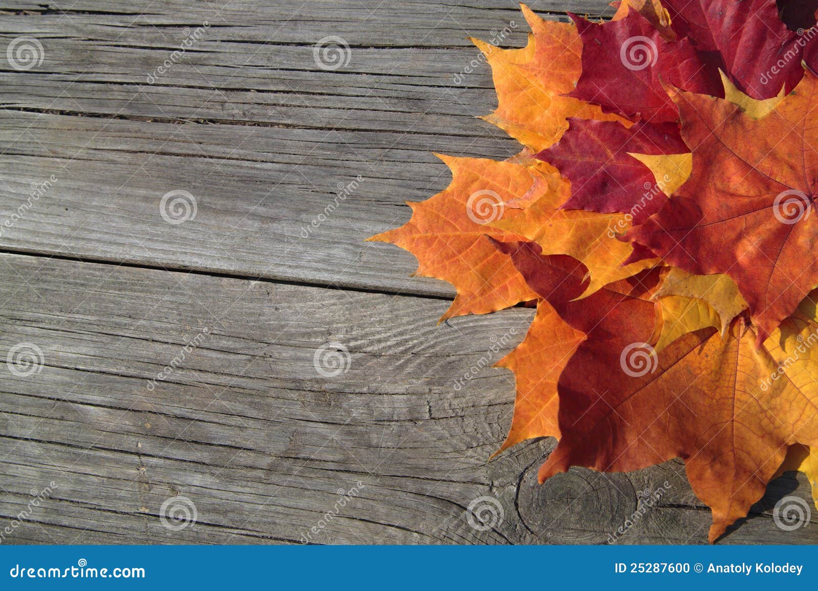 Rustic Autumn Theme with Colorful Maple Leaves Stock Photo - Image of ...