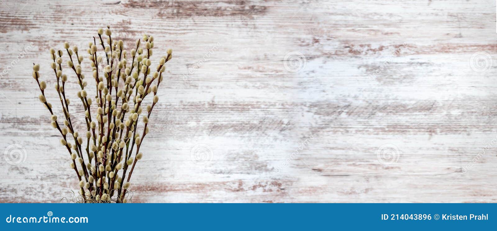 Willow Stems And Whips Background Poster Showing White Willow Buds In ...